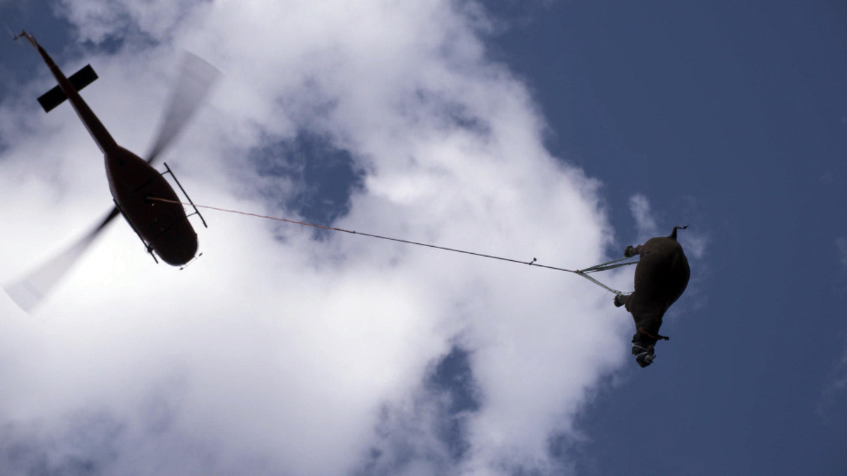 Watch 60 Minutes: Saving rhino with helicopters - Full show on CBS
