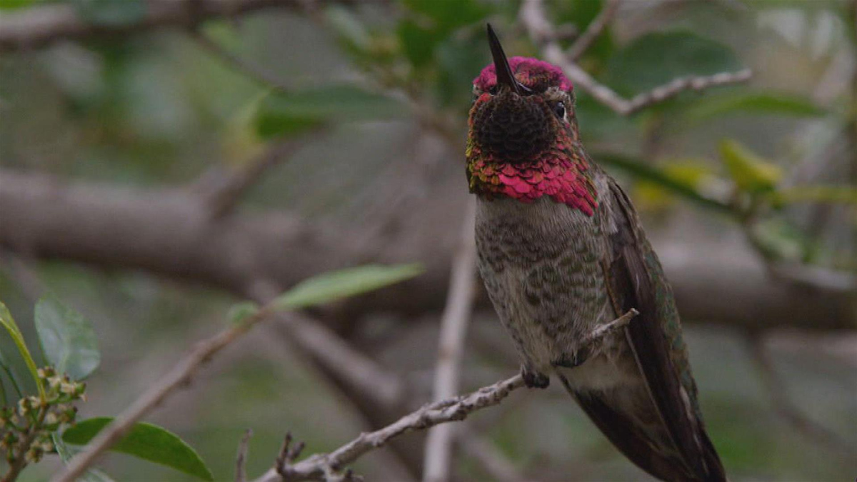 Watch Sunday Morning: Nature: Hummingbirds - Full show on CBS