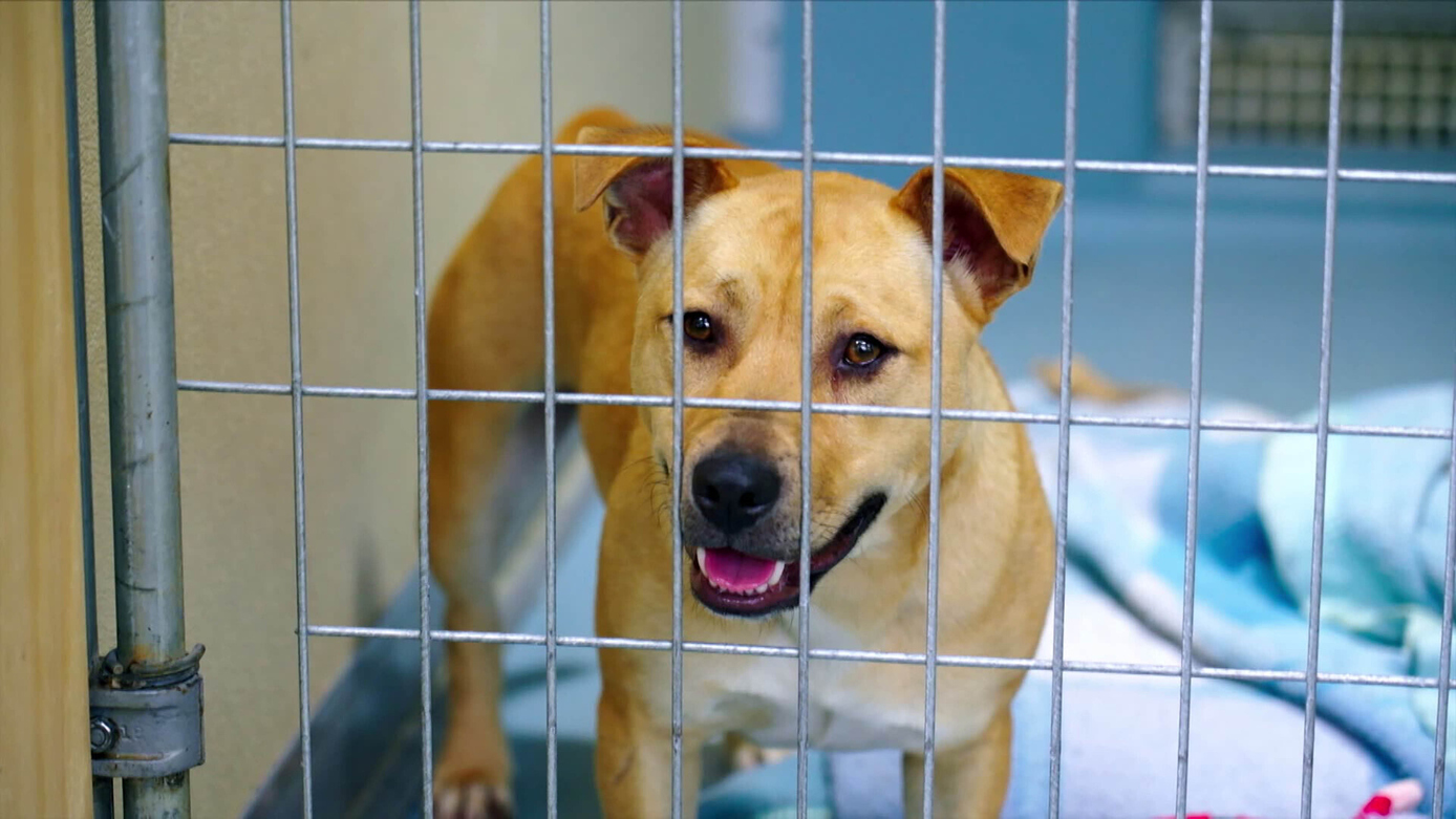 Watch Lucky Dog Down Under Season 1 Episode 1: Gibbs & Donia - Full ...