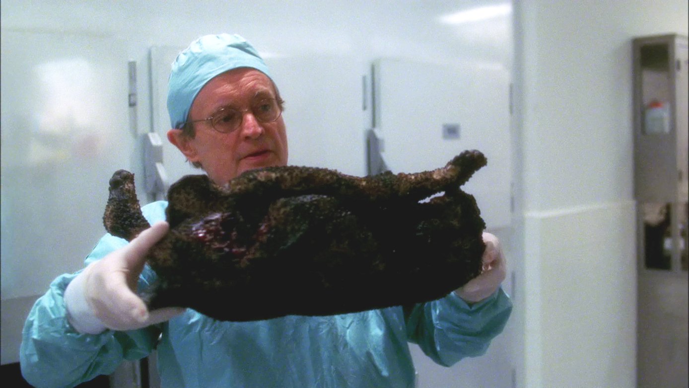 Watch NCIS Season 2 Episode 6: NCIS - Terminal Leave – Full show on ...