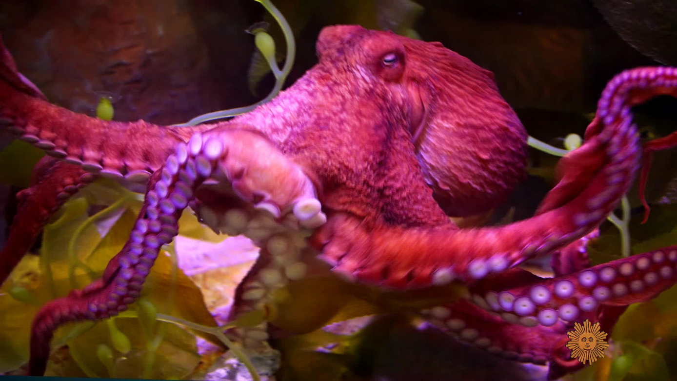 Watch Sunday Morning: Untangling the mysteries of the octopus - Full ...