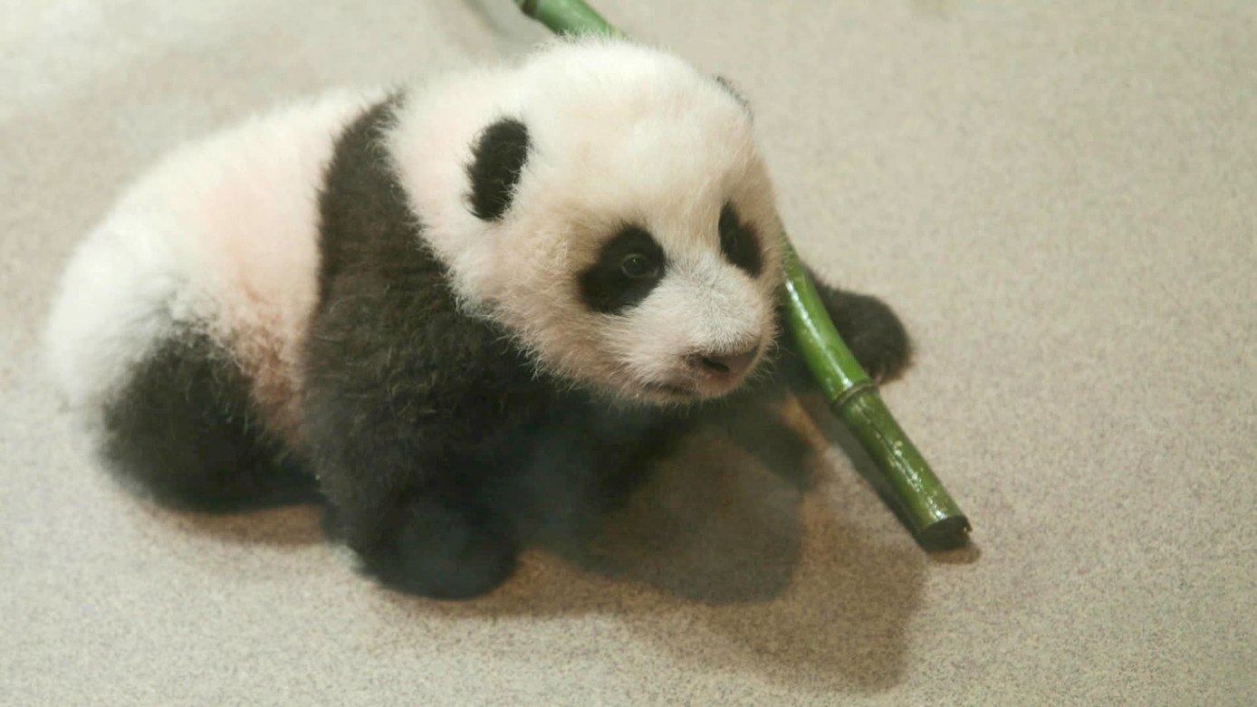 Watch Sunday Morning Meet Xiao Qi Ji, the Smithsonian National Zoo's ...
