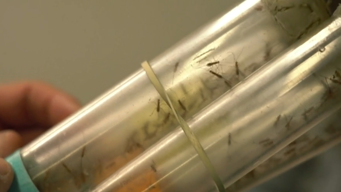 Watch CBS Evening News Lab-raised bugs used to combat invasive species ...