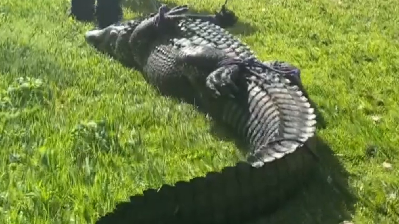 Watch CBS Evening News: Alligator kills 85-year-old woman in Florida ...