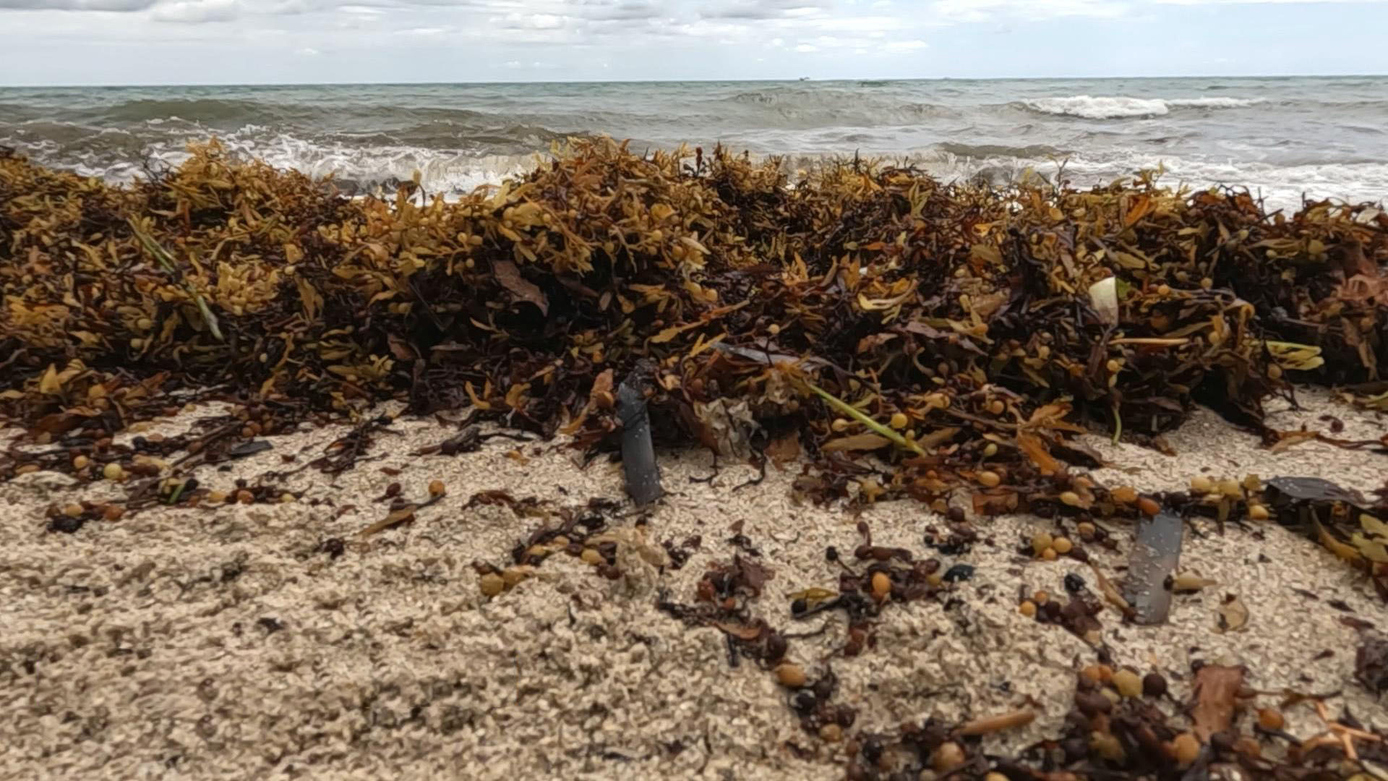 Watch CBS Mornings: Giant seaweed bloom hits Florida coast - Full show on CBS
