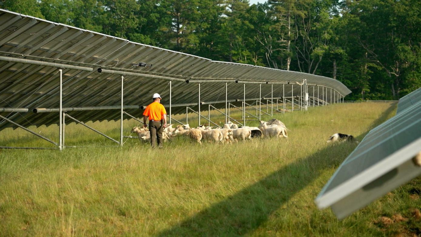 Watch CBS Saturday Morning: What is "solar grazing?" - Full show on CBS