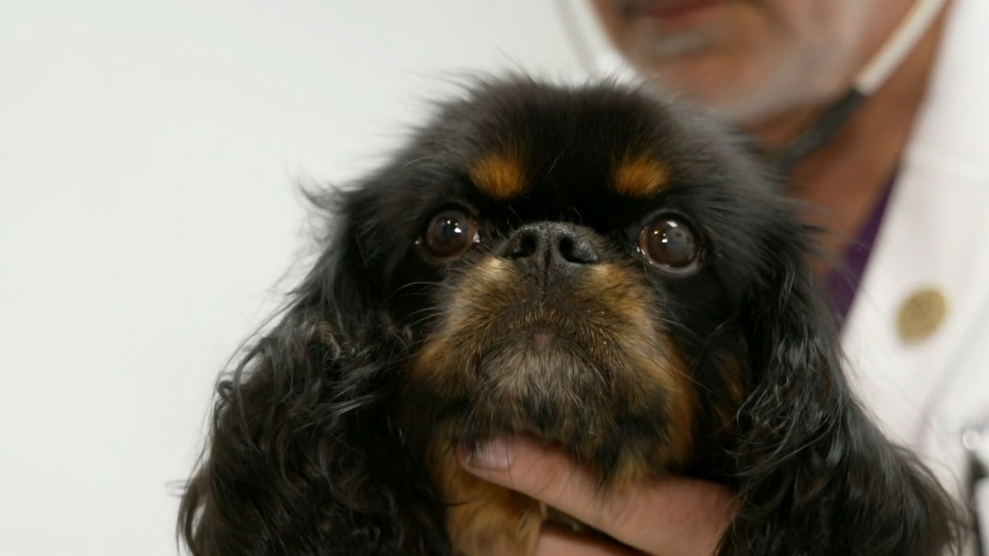 Watch CBS Evening News: Mysterious illness sickens dogs across U.S ...