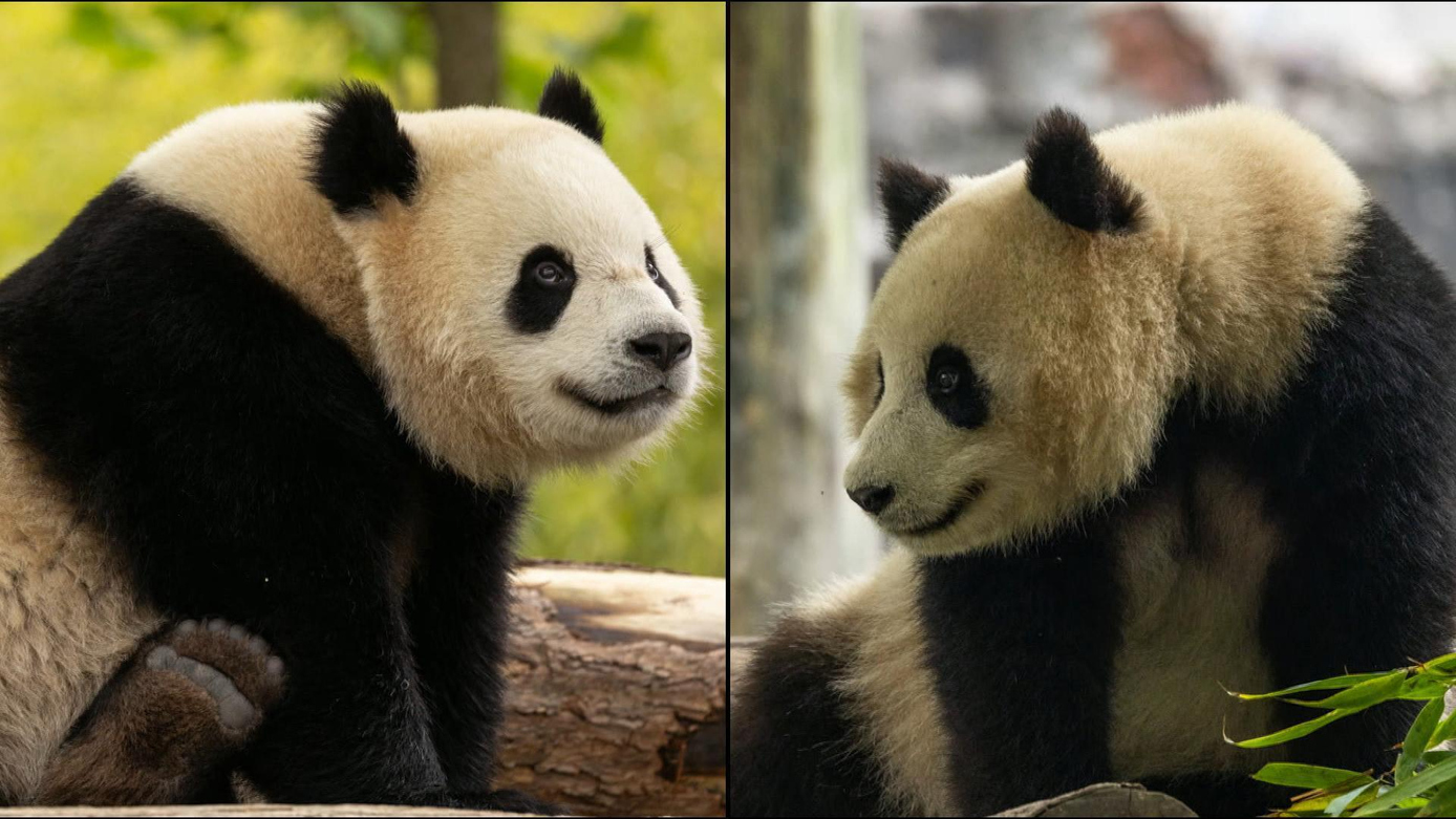 Watch CBS Mornings Season Episode : Giant pandas to return to D.C.'s ...