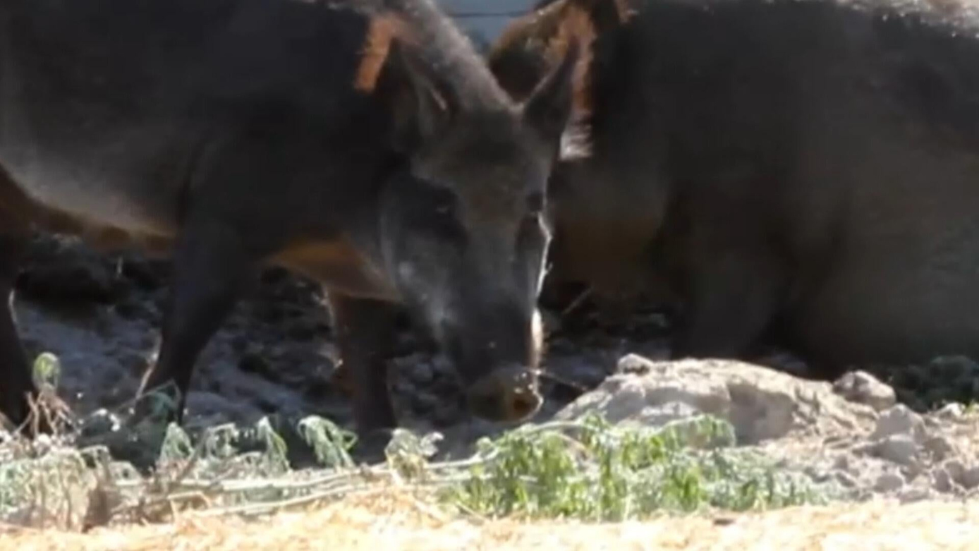 Watch CBS Evening News: "Super pigs" wreak havoc around U.S-Canada ...