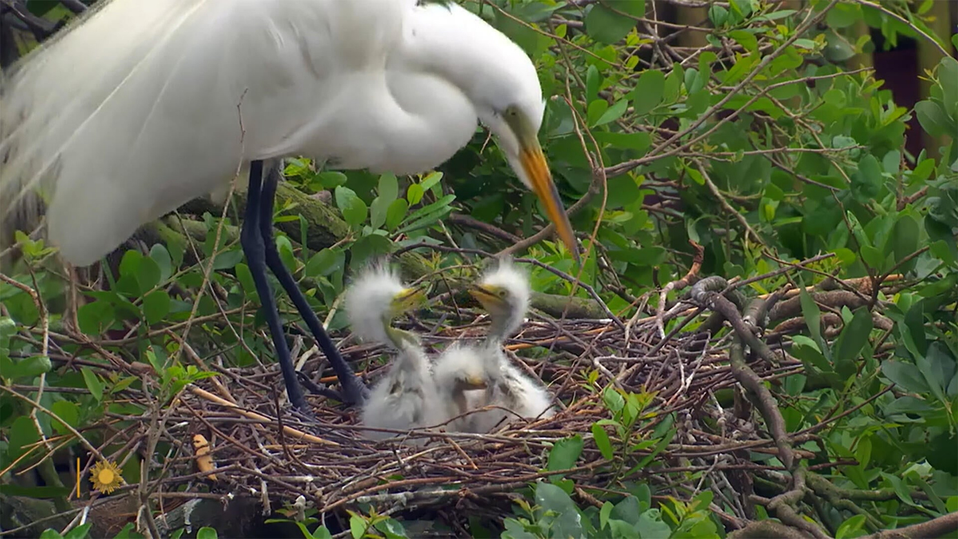 Watch Sunday Morning: Nature: Nesting birds in Florida - Full show on CBS