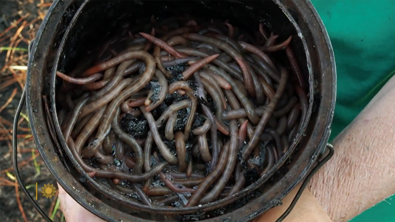 Watch Sunday Morning: The "magic" of worm grunting - Full show on CBS