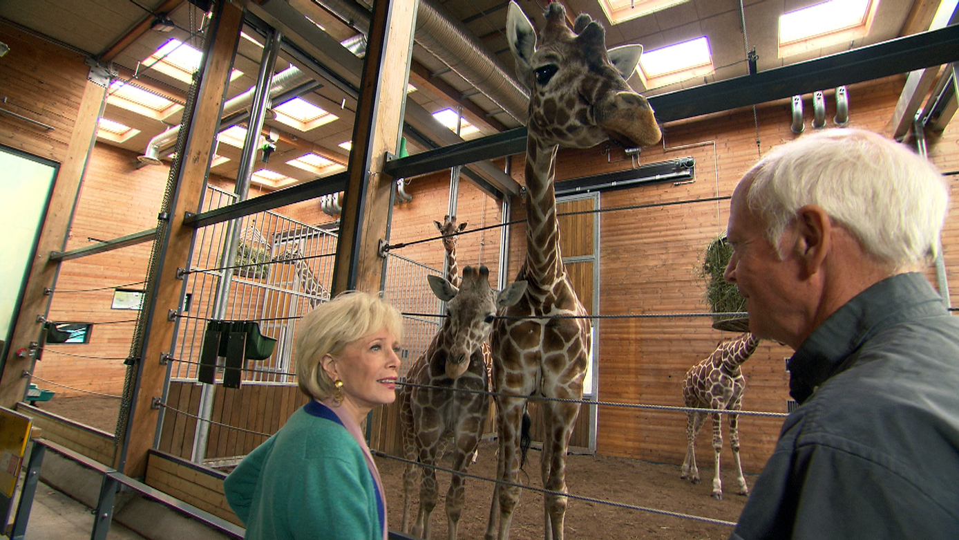Watch 60 Minutes: Matchmaking for zoo animals - Full show on CBS