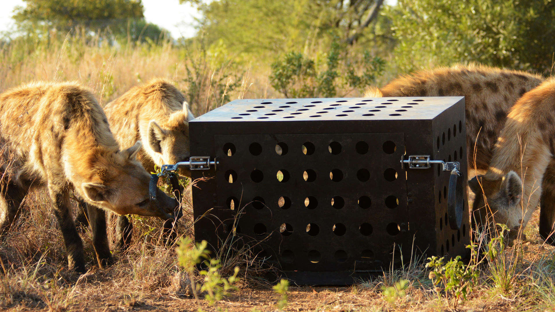 Watch Killer IQ: Lion vs. Hyena Season 1 Episode 2: Predator Challenge ...