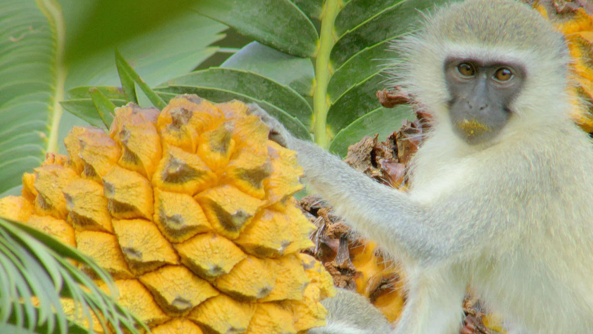 Watch Africa's Hidden Kingdoms Season 1 Episode 2: Africa's Hidden ...