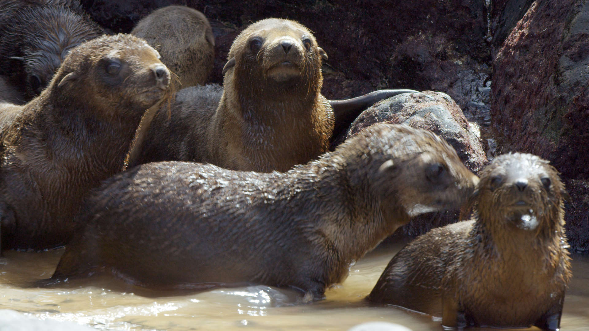 Watch Baby Animals Season 1 Episode 3: Baby Animals - The More the ...