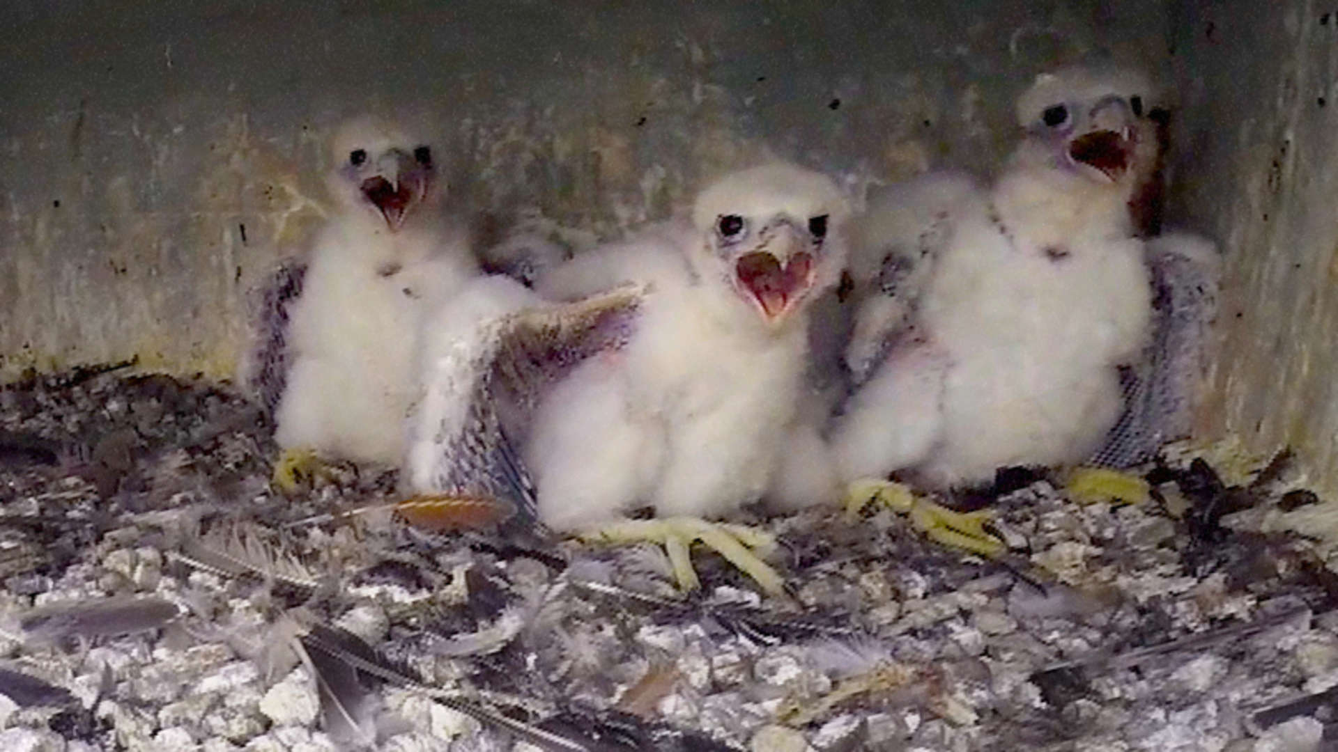 Watch Great Lakes Wild Season 1 Episode 5: Great Lakes Wild - Helping ...