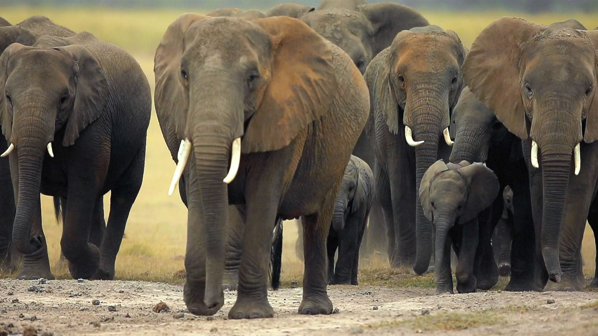 Watch Baby Animals Season 2 Episode 2: Baby Animals - Herd Mentality ...