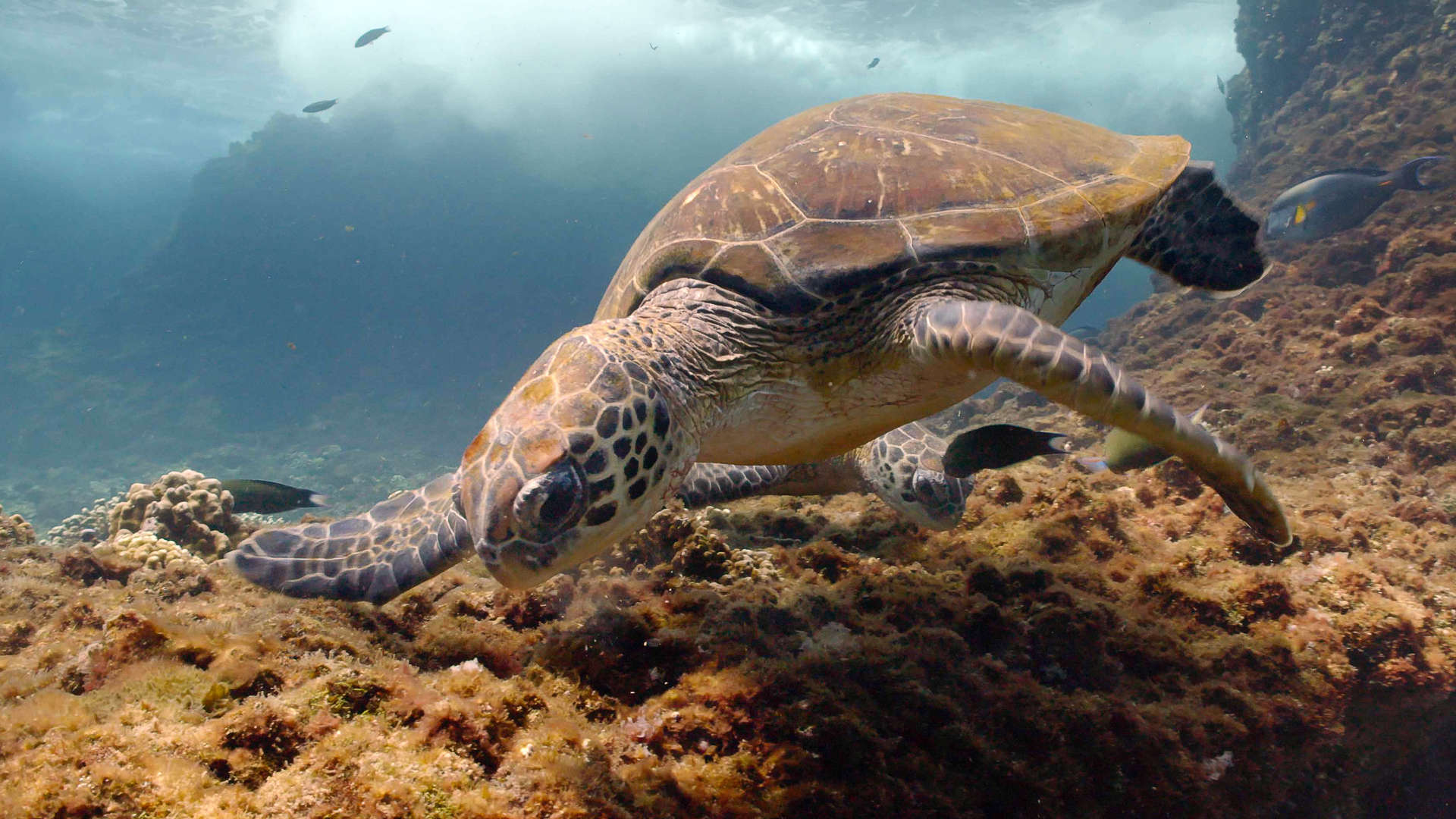 Watch Arabian Seas Season 1 Episode 5: Arabian Seas - A Turtle's Legacy ...