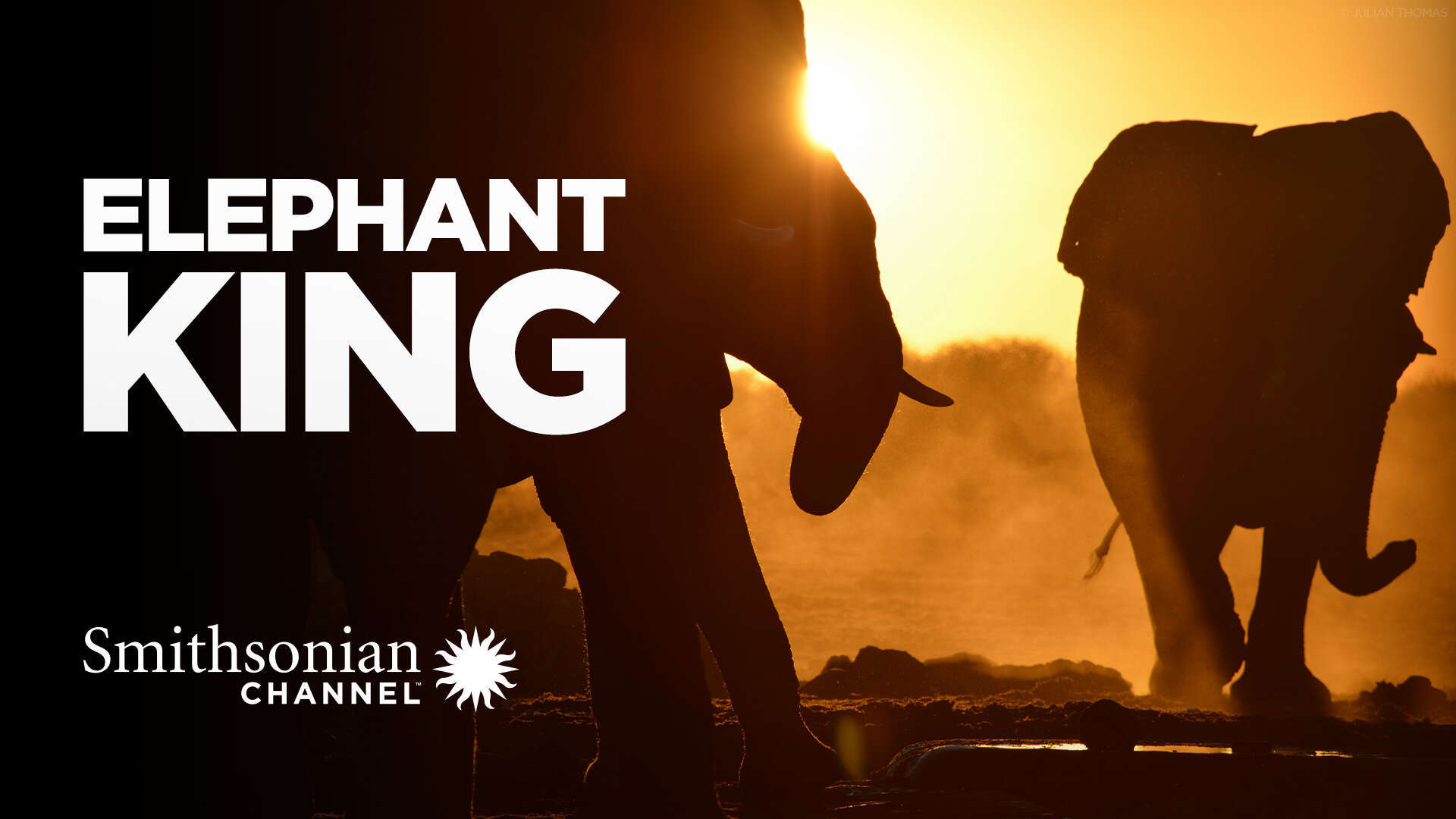 Elephant King - Watch Full Movie on Paramount Plus