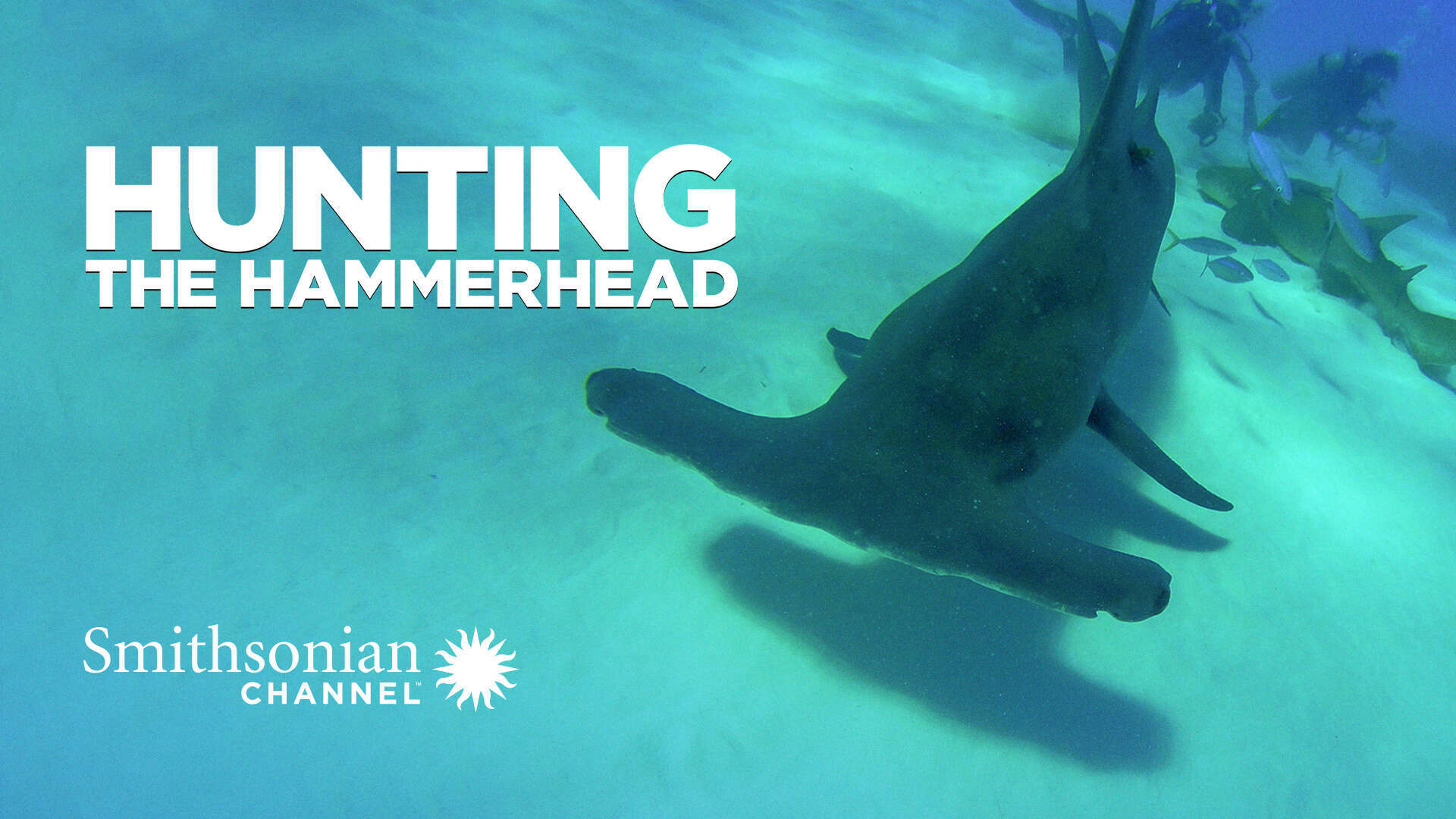 Hunting the Hammerhead - Watch Full Movie on Paramount Plus