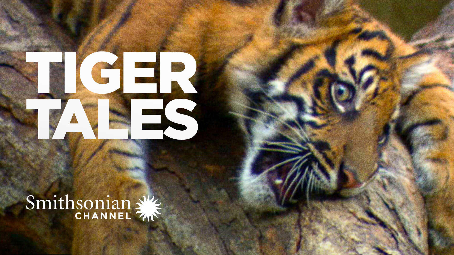 Tiger Tales - Watch Full Movie on Paramount Plus