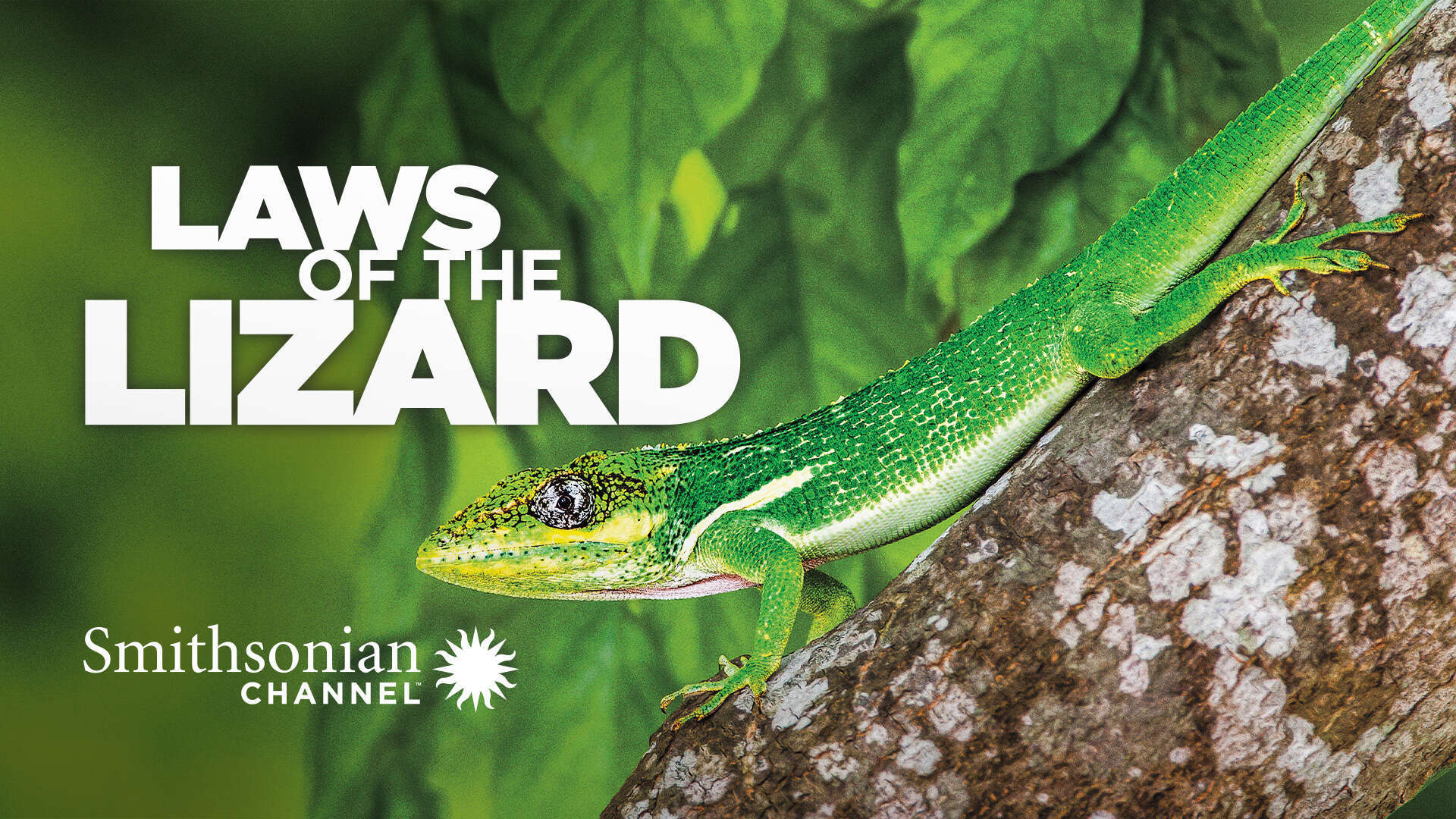 Laws of the Lizard - Watch Full Movie on Paramount Plus