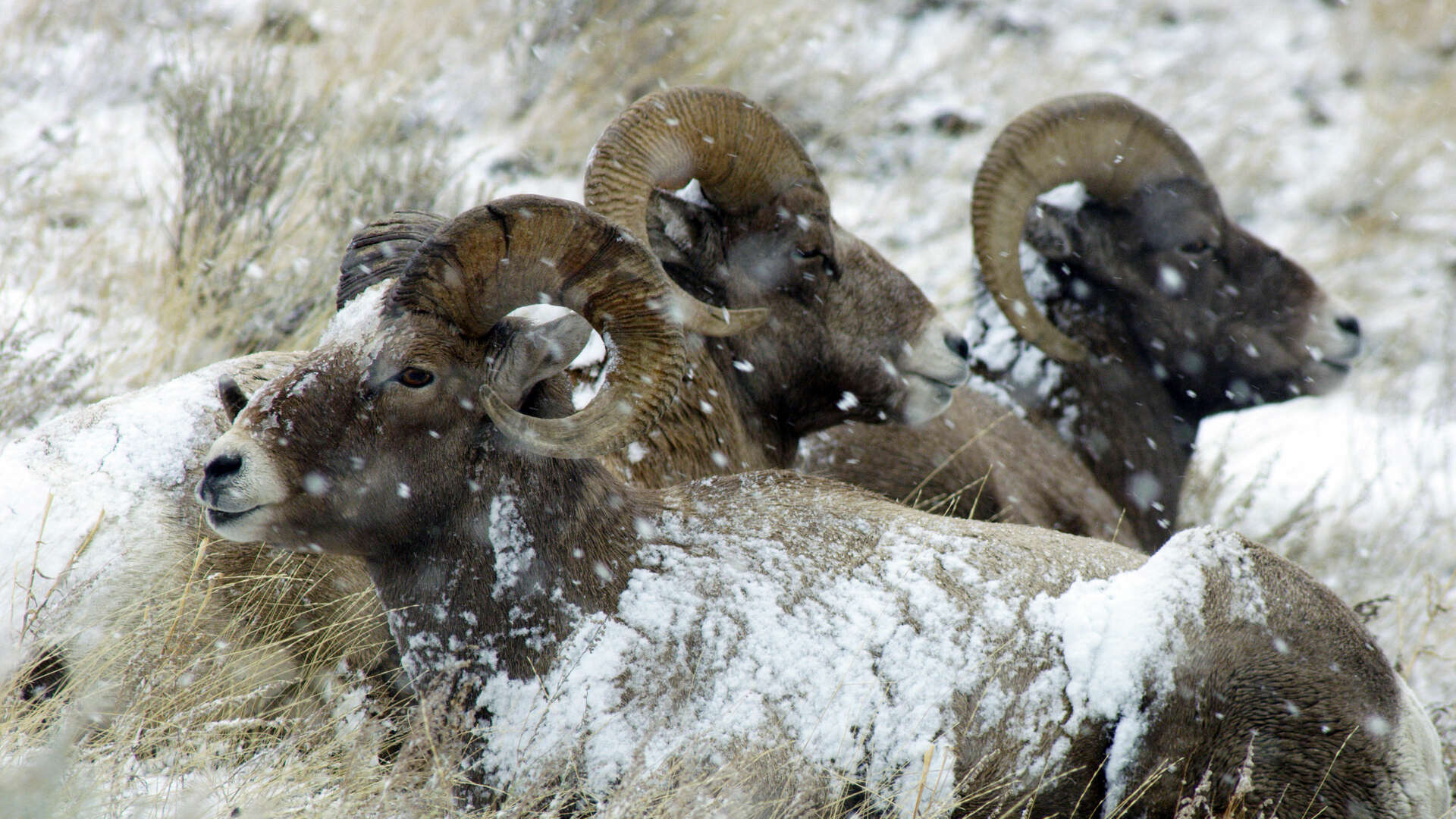 Watch America's Wild Seasons Season 1 Episode 3: Autumn - Full show on ...