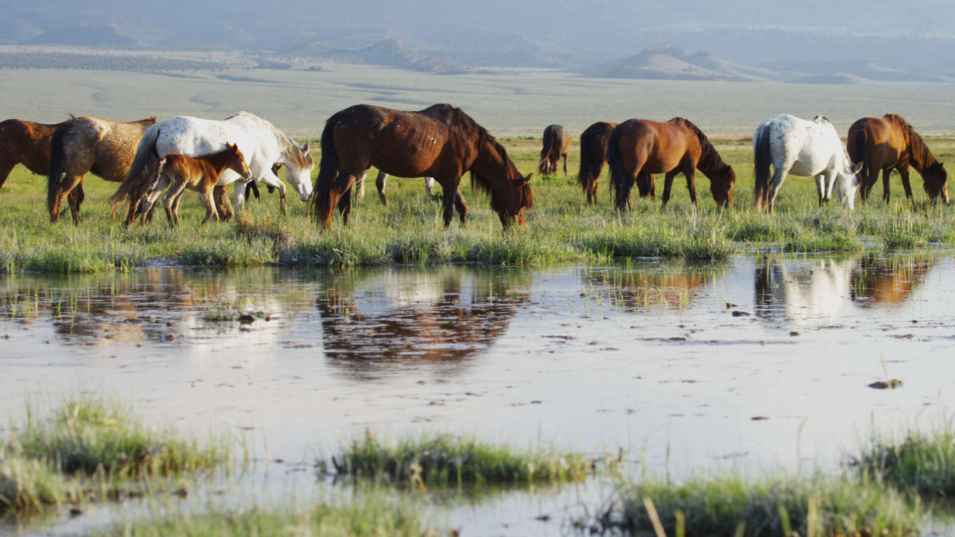 Watch America's Wild Seasons Season 1 Episode 1: America's Wild Seasons ...