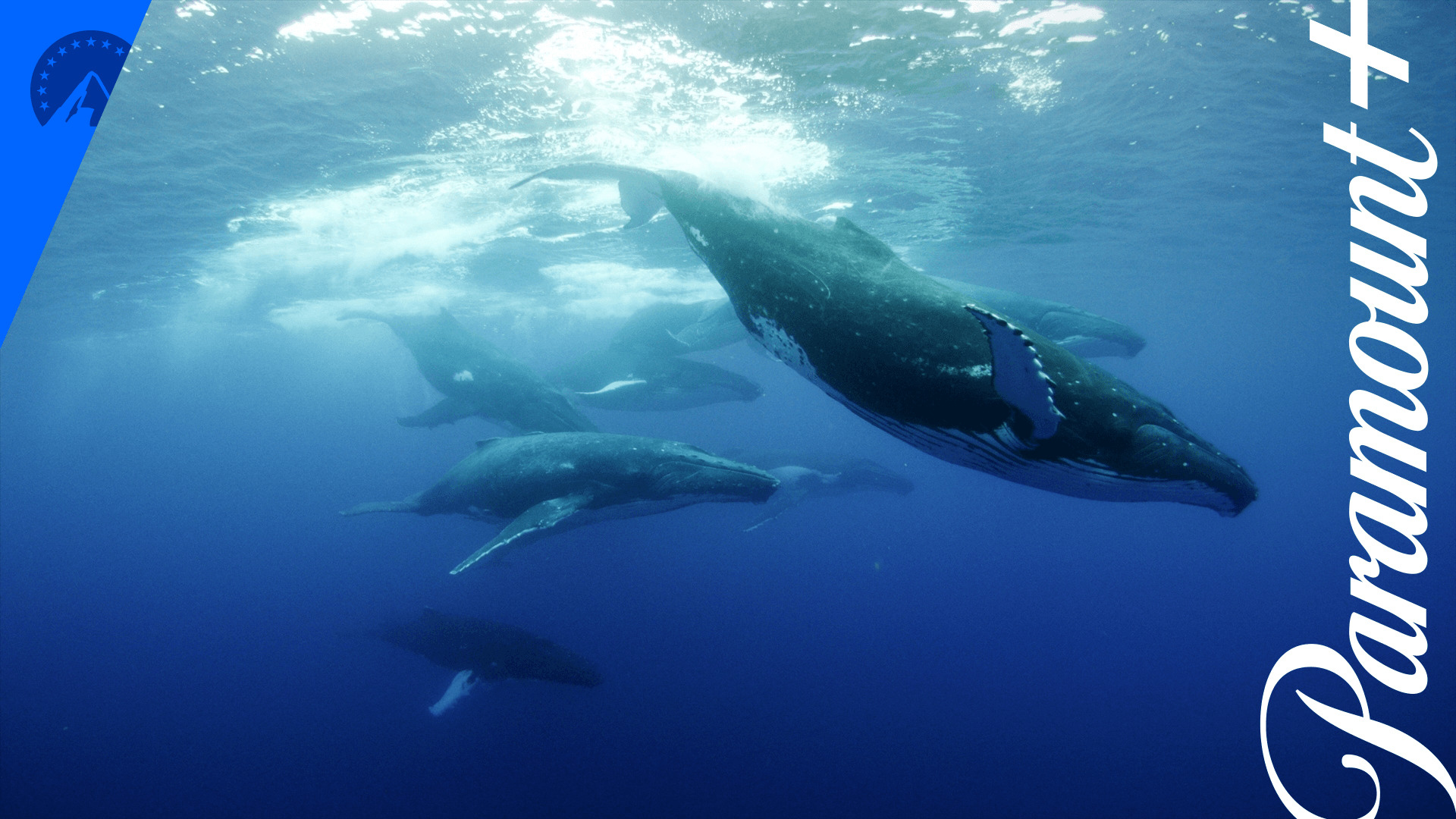 Watch Paramount + Smithsonian Channel Hits Streaming on Paramount+ ...