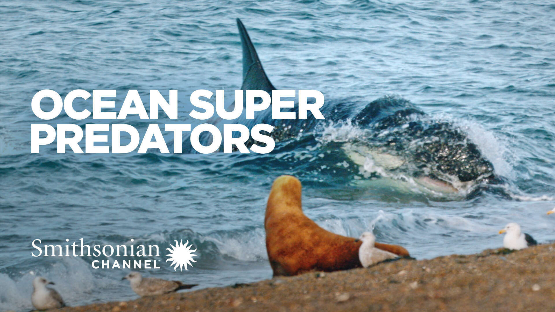 Ocean Super Predators - Watch Full Movie on Paramount Plus