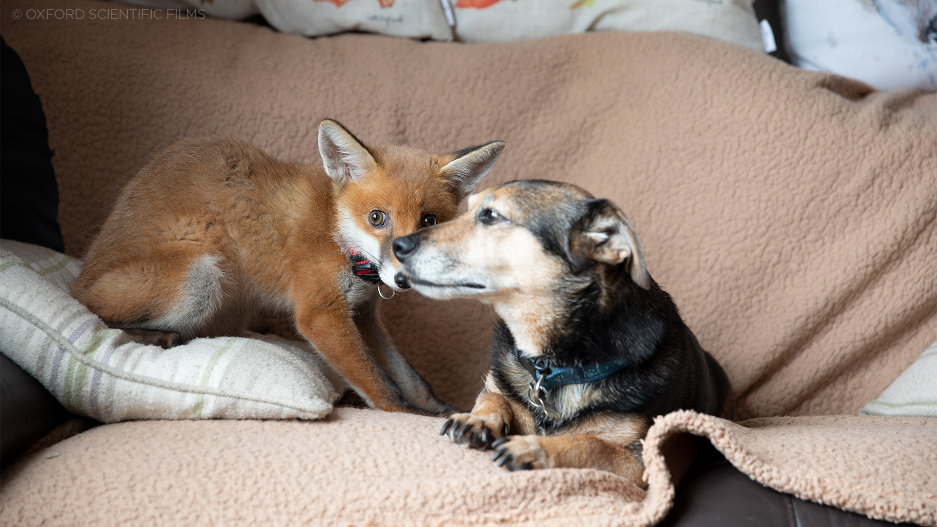 Watch Amazing Animal Friends Season 1 Episode 5: Amazing Animal Friends ...