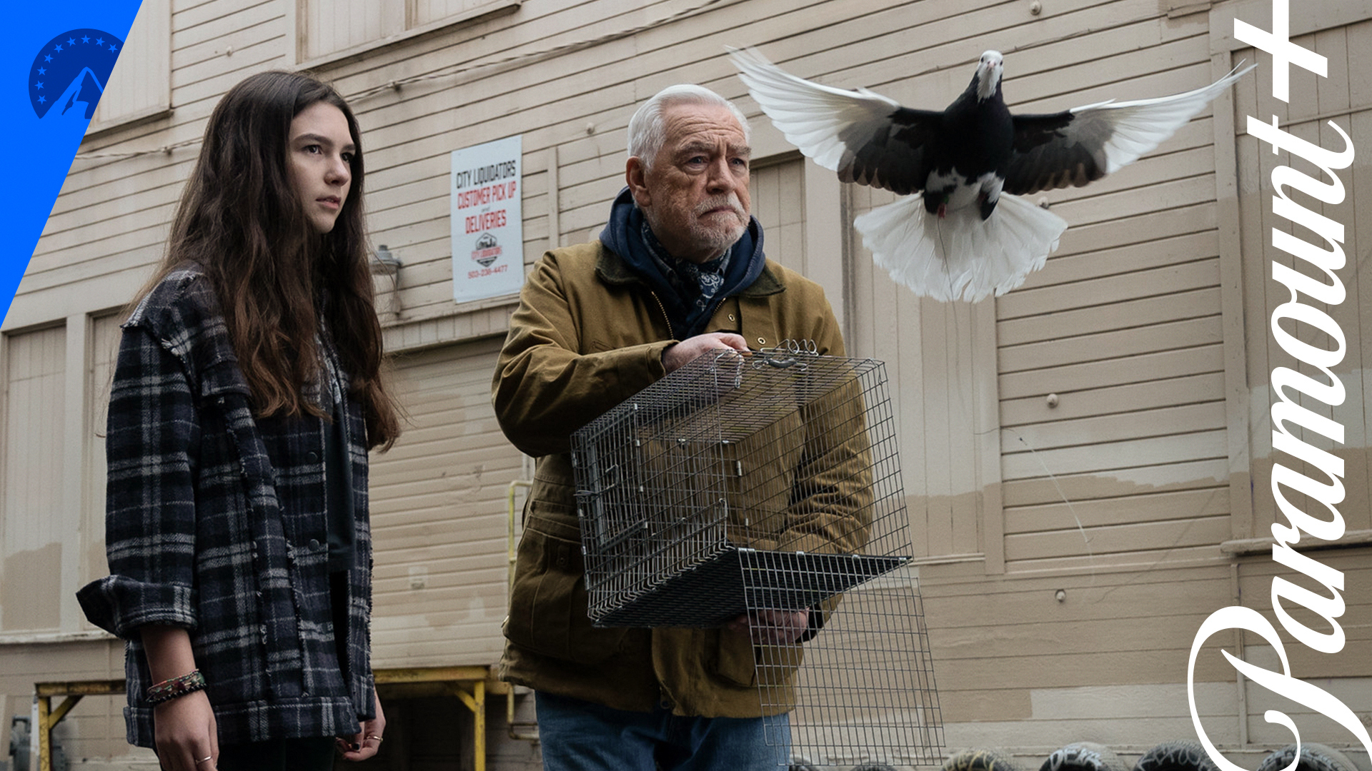 Watch Paramount + Little Wing | Pigeon Racing 101 | Paramount+ - Paramount+