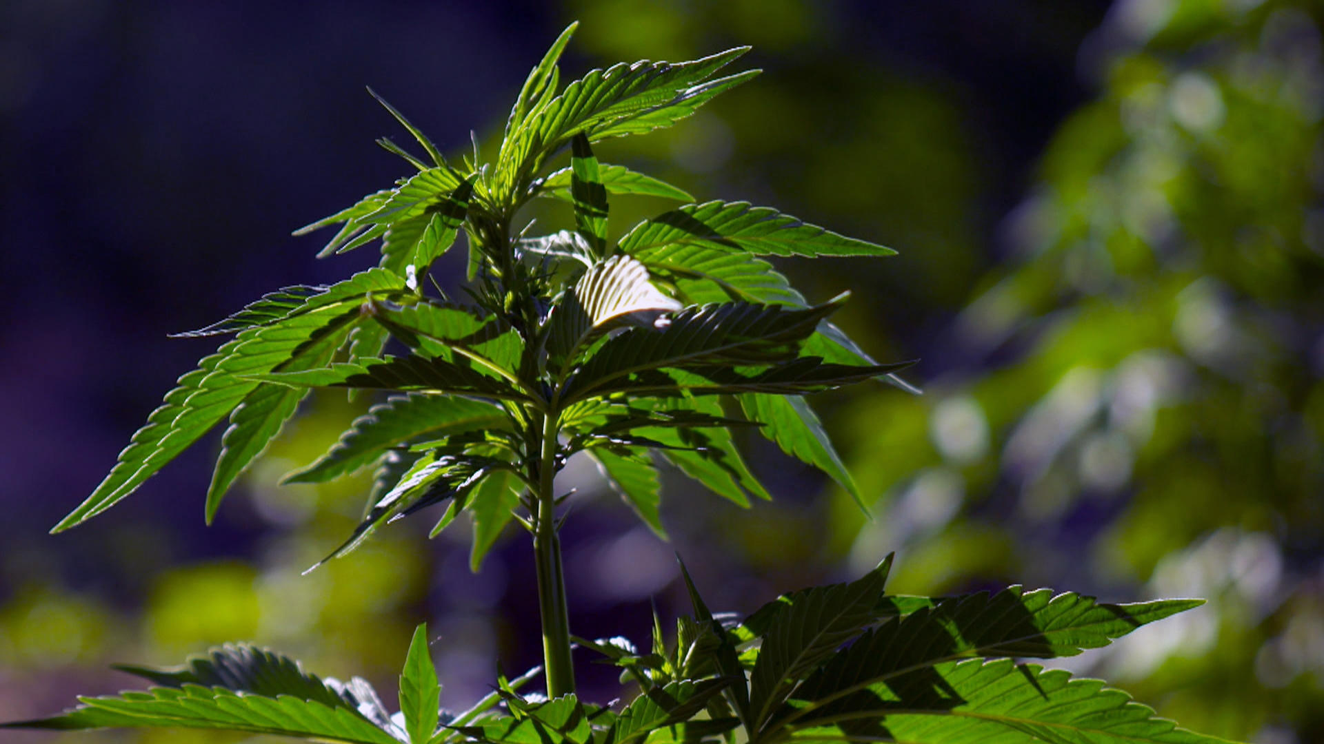 Watch 60 Minutes: Growing pains for legal weed in California - Full ...