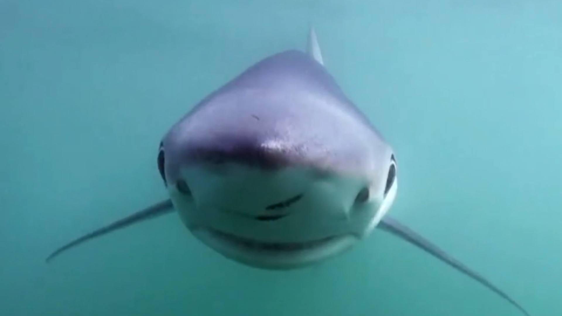 Watch CBS Evening News: Climate change may drive sharks to northern ...
