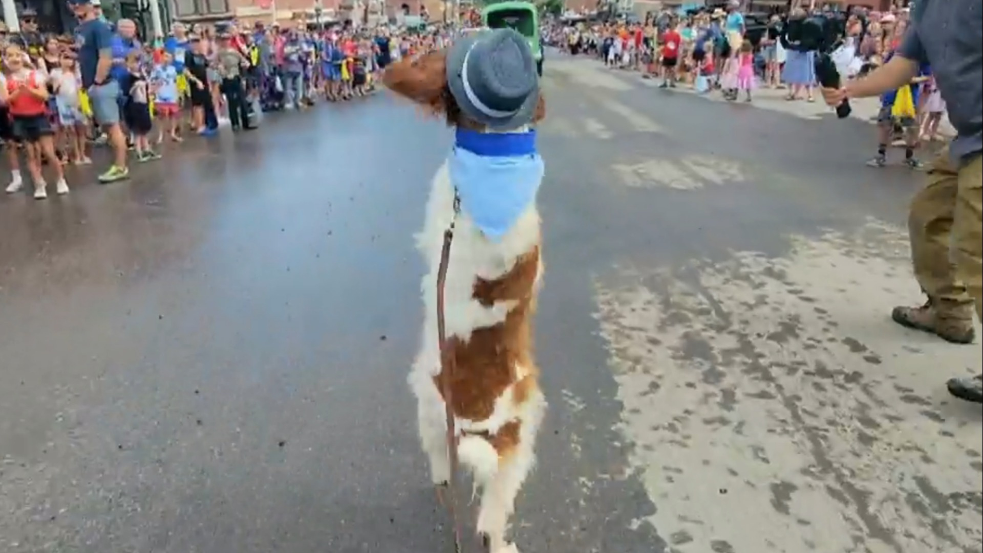 Watch CBS Evening News Season Episode : Meet the dog who learned to ...