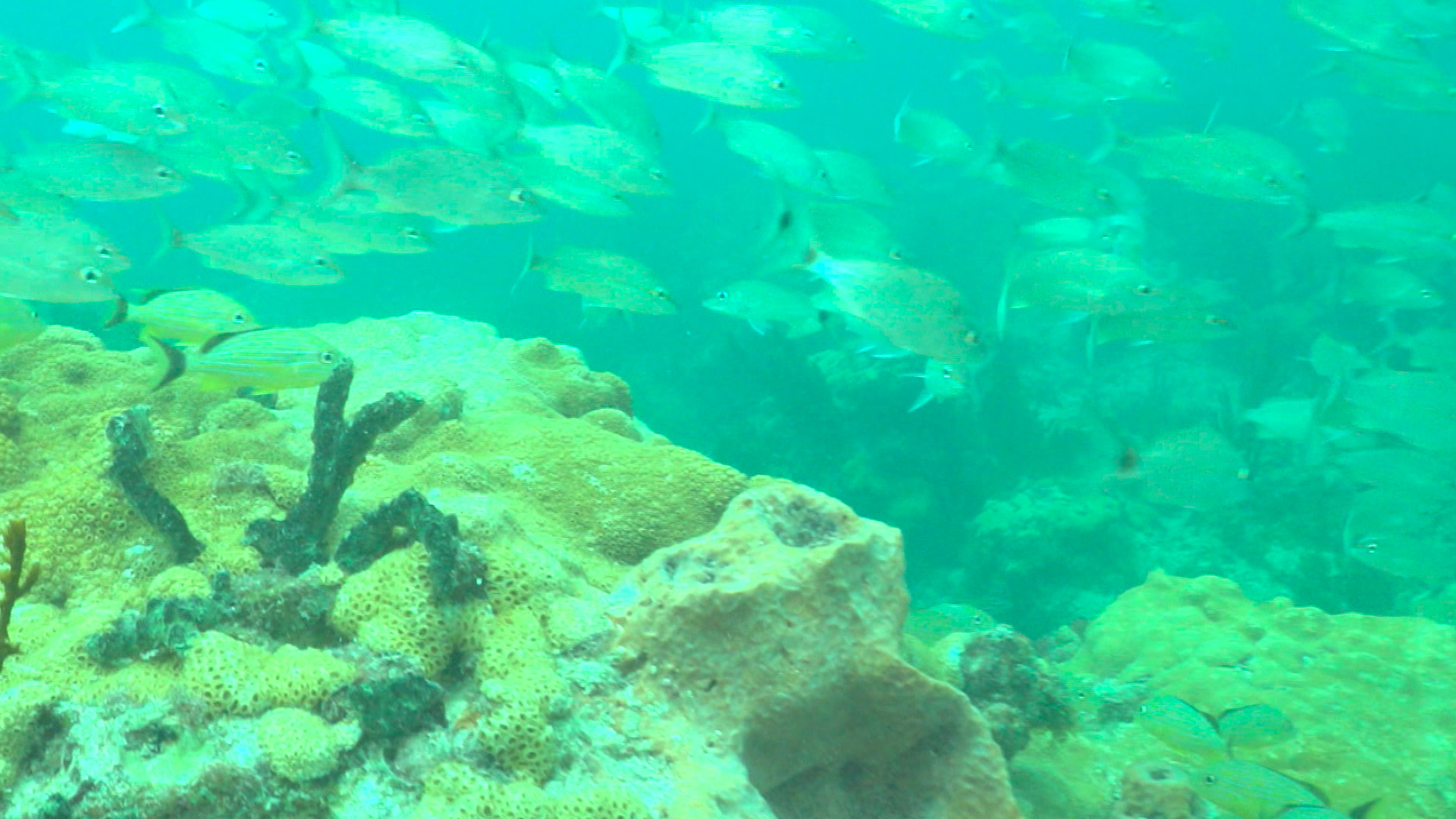 Watch 60 Minutes Overtime: Rescuing the Reefs | Sunday on 60 Minutes ...