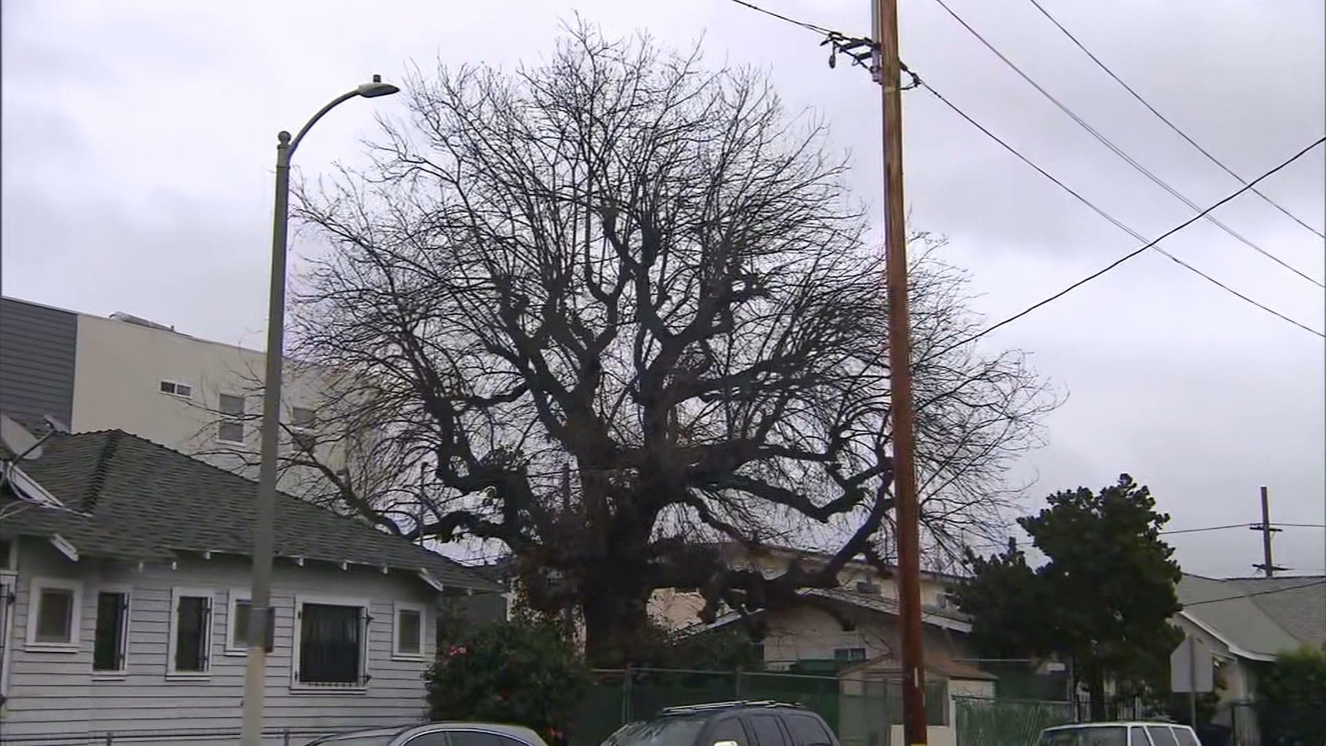 Watch CBS Saturday Morning: Oak tree carries legacy of Olympics athlete ...