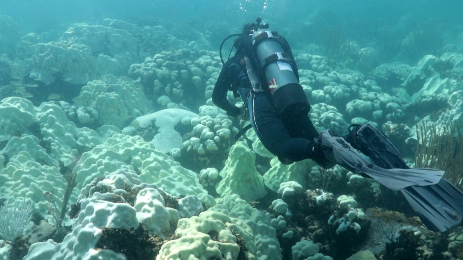 Watch CBS Mornings Season Episode : Urgent effort underway to save coral reefs from rising ocean ...