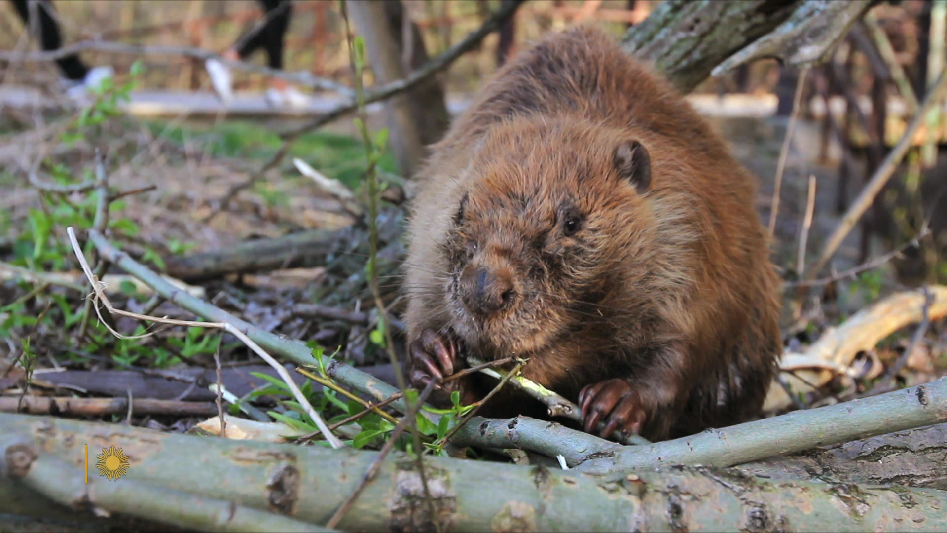 Watch Sunday Morning: Beavers: A rodent success story - Full show on CBS