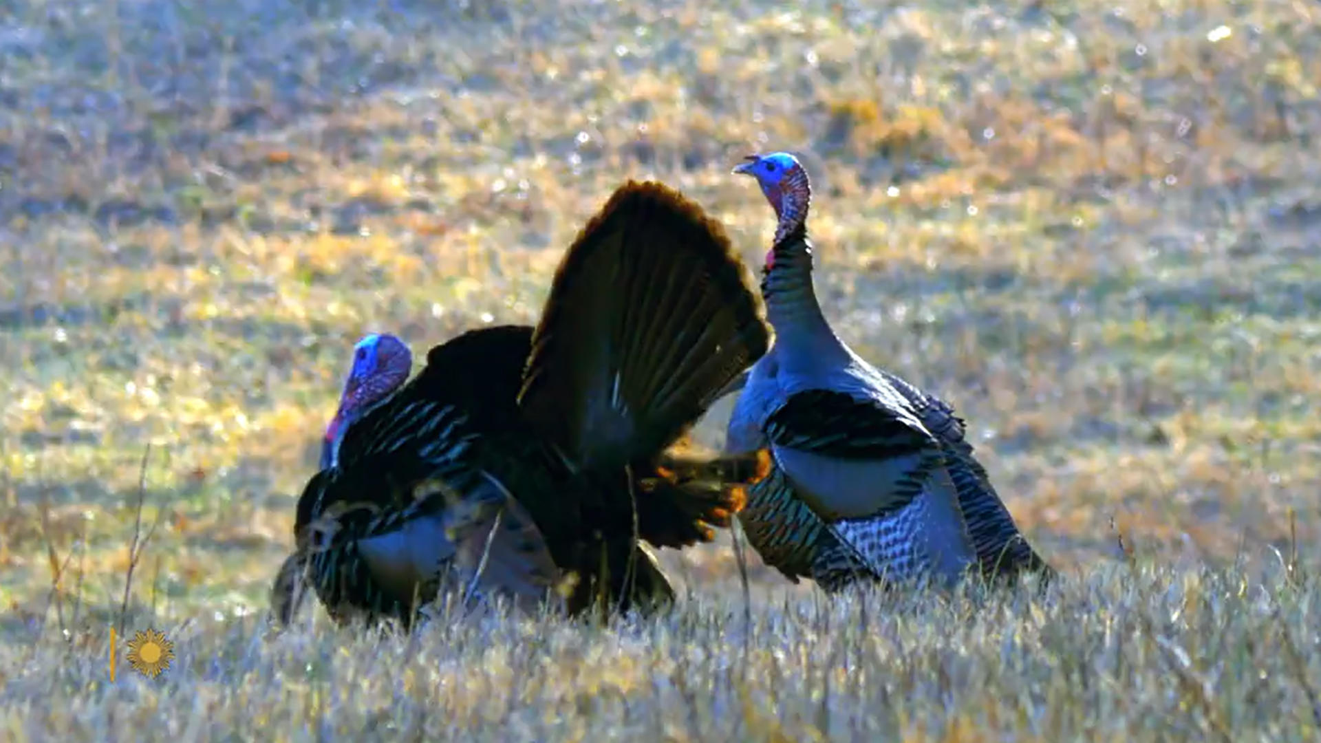 Watch Sunday Morning Season Episode : Nature: Wild turkeys in Tennessee - Paramount+