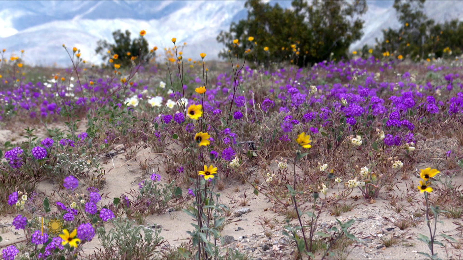 Watch Sunday Morning: Nature: Desert wildflowers - Full show on CBS