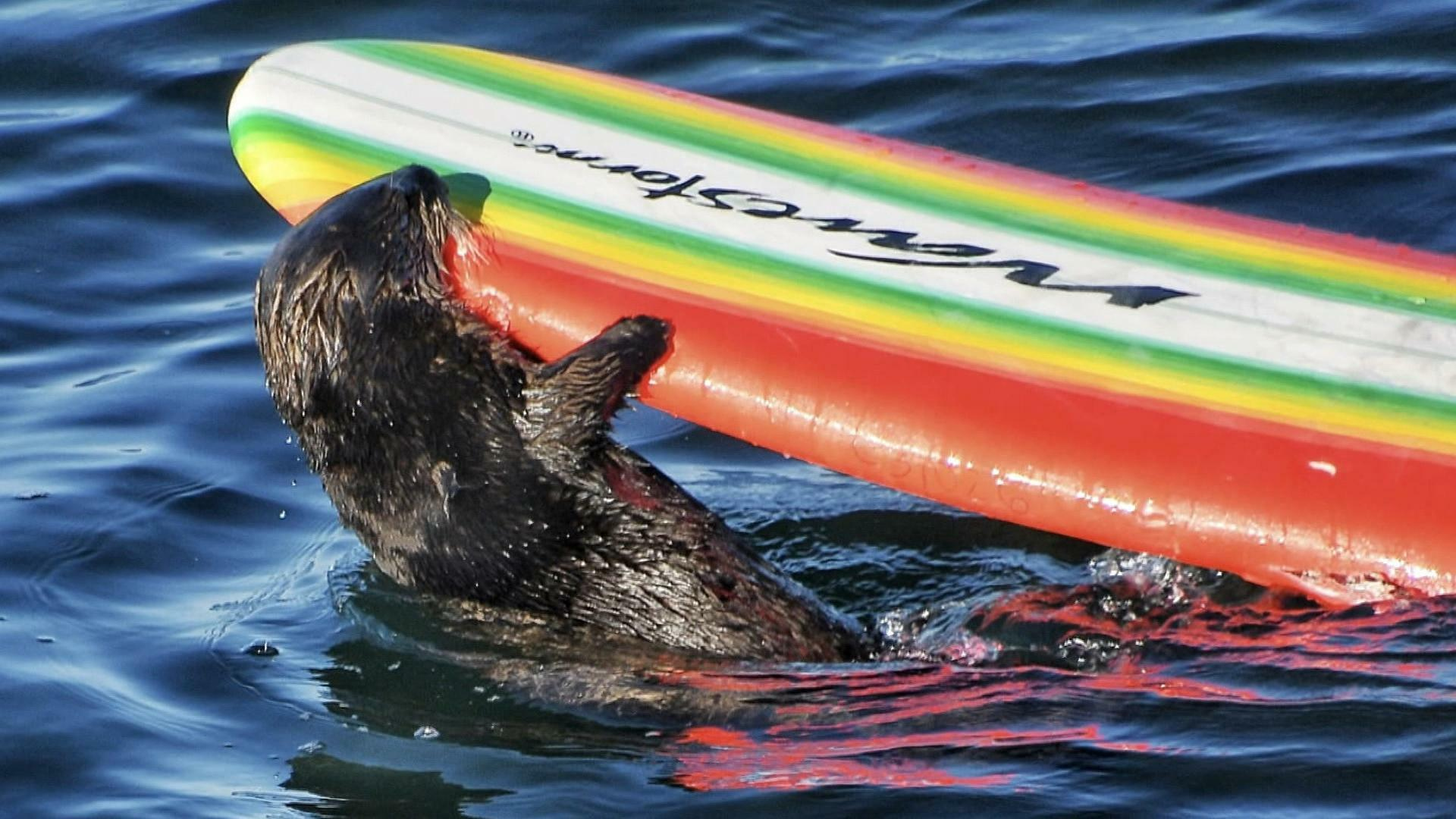 Watch CBS Saturday Morning Otter who terrorized surfers returns ...