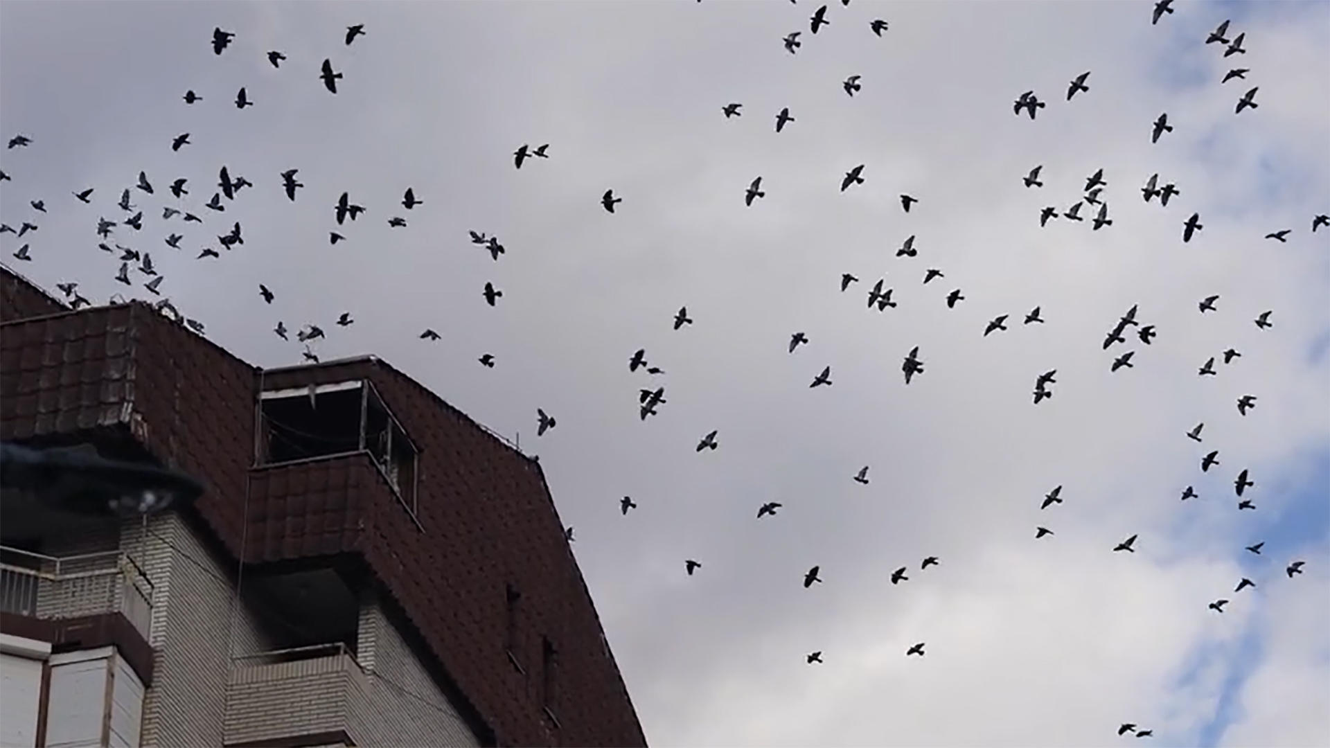 Watch Sunday Morning: New methods, designs aim to cut down on bird ...