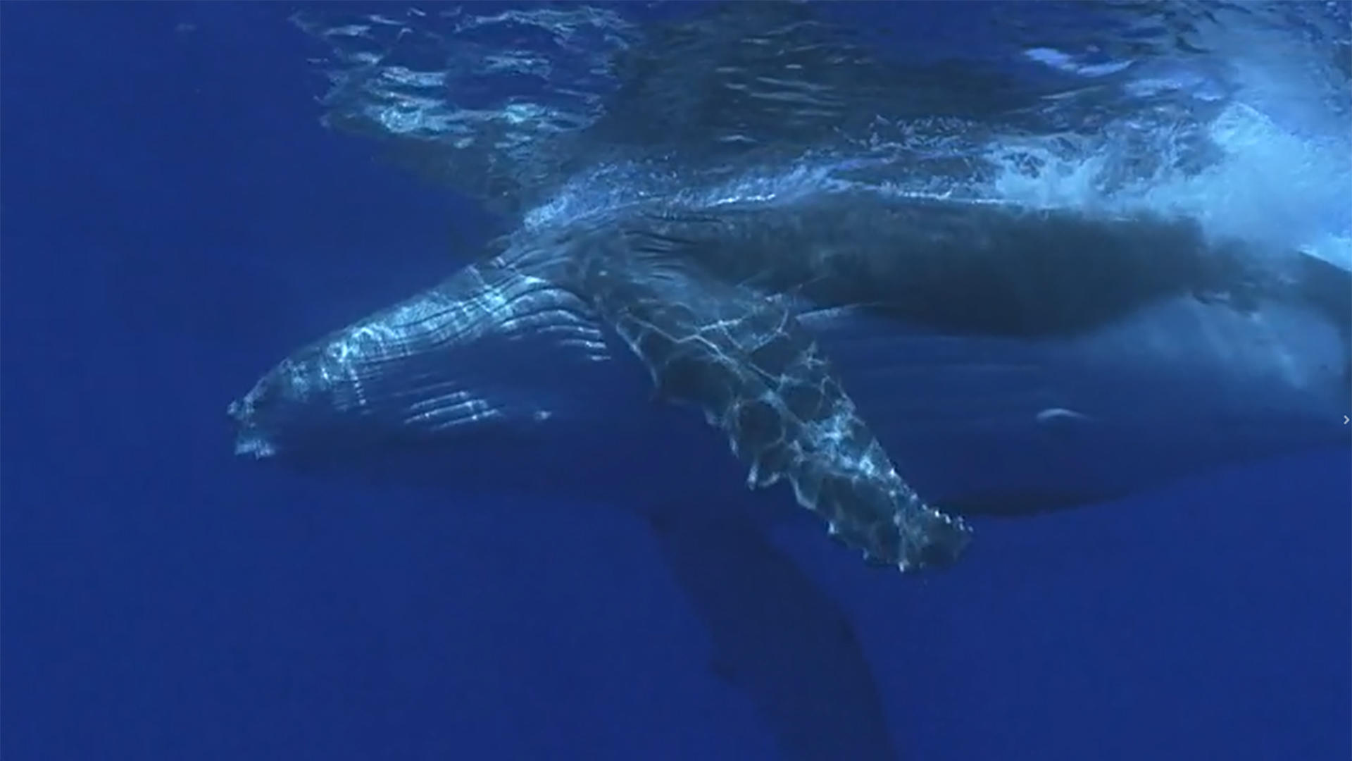 Watch Sunday Morning: Protecting whales from ship strikes - Full show ...