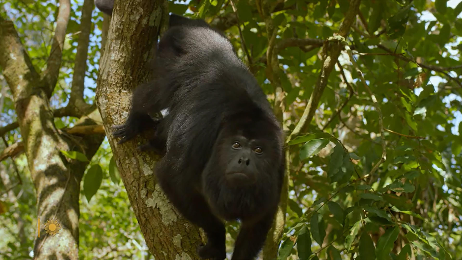 Watch Sunday Morning Season Episode : Nature: Howler monkeys in Belize - Paramount+