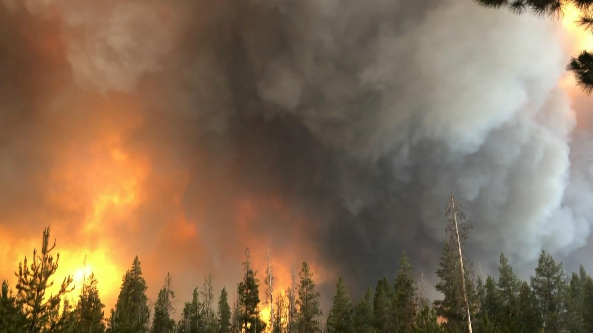 Watch CBS Evening News: Restoring forests decimated by wildfires - Full ...