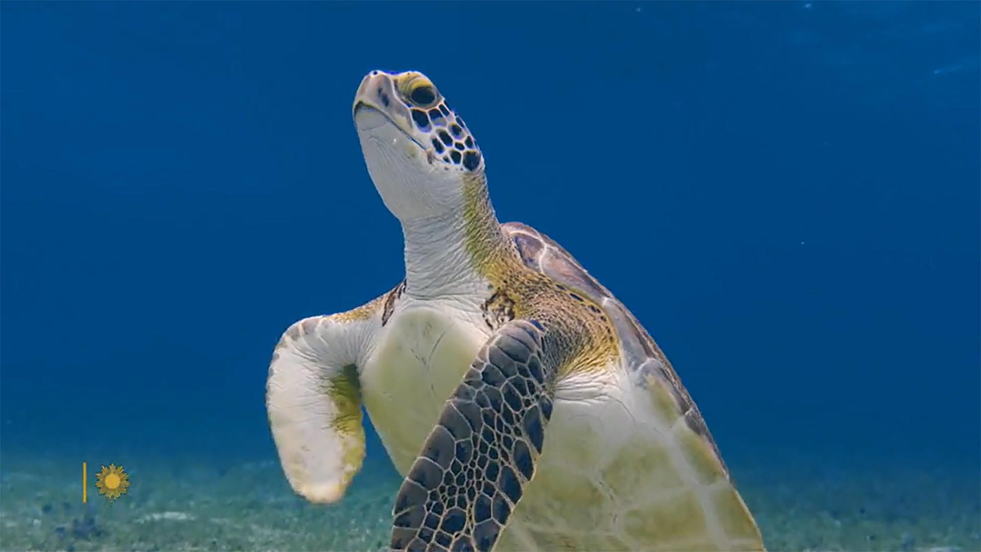 Watch Sunday Morning: Nature: Hawksbill turtles in Mexico - Full show ...