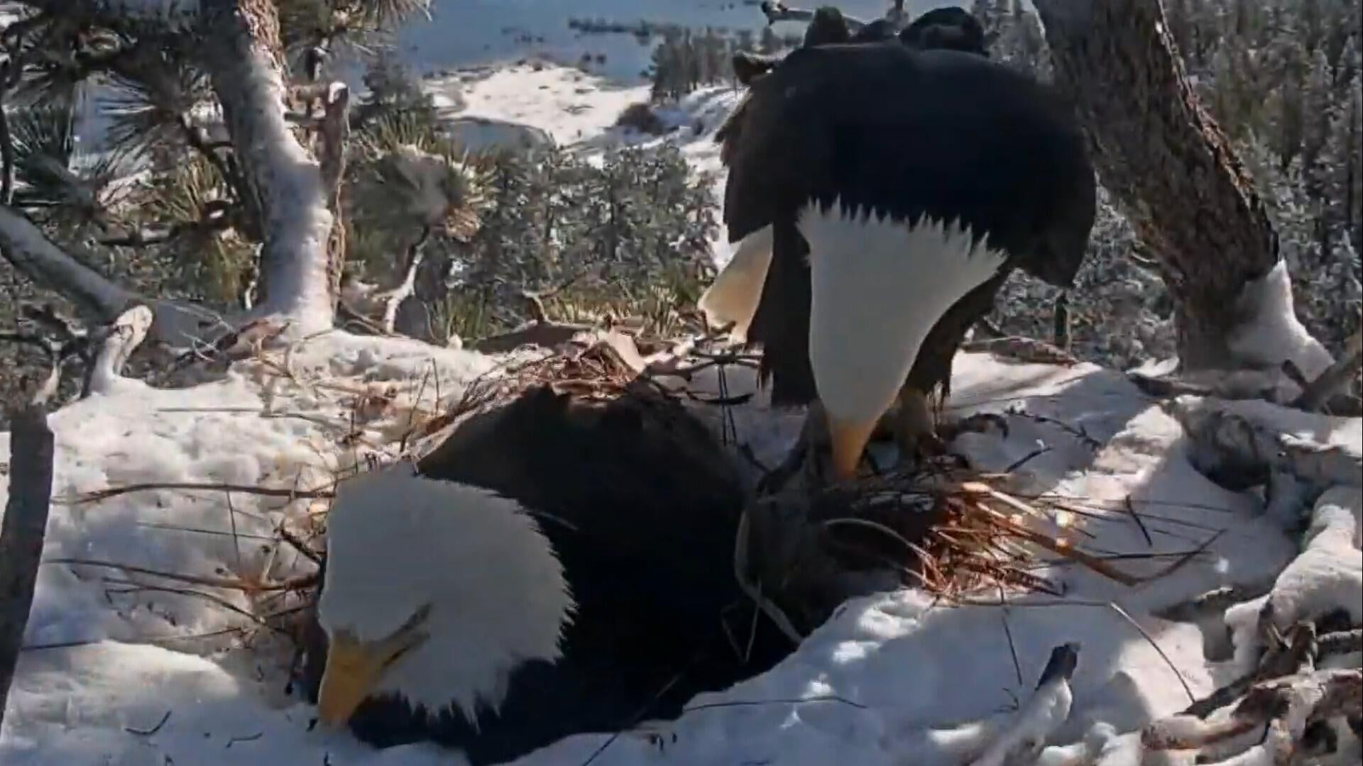 Watch CBS Evening News: Webcam follows bald eagle couple's epic love ...