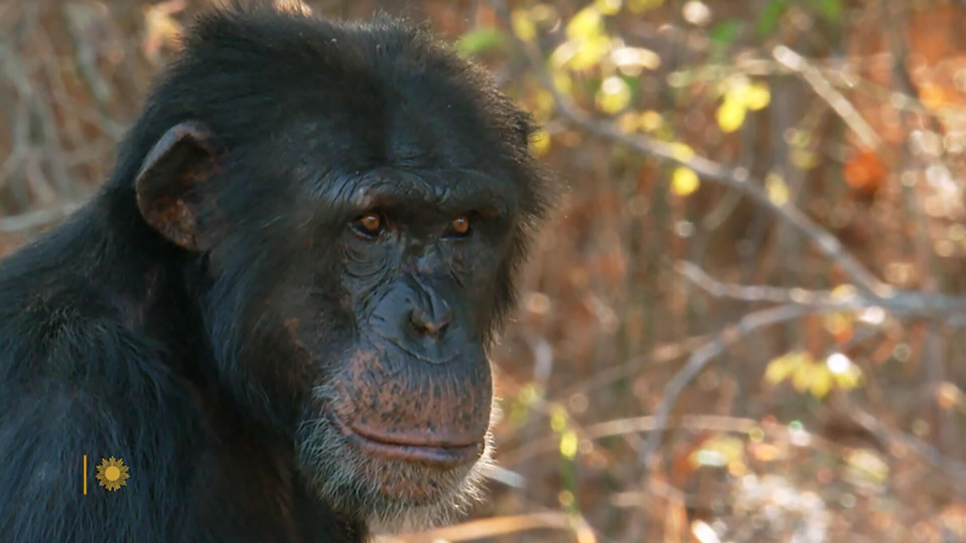 Watch Sunday Morning: A visit to chimpanzee sanctuary Chimp Haven ...