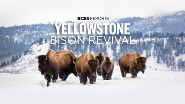 Watch CBS Reports Season 8 Episode 15: Yellowstone Bison Revival | CBS ...